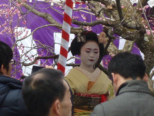 梅花祭の舞妓さん・芸妓さん&梅の花・その①:2015年2月 梅花祭の舞妓さん・芸妓さん&梅の花・その①:2015年2月